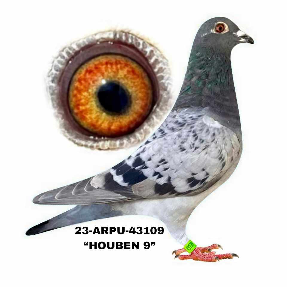iPigeon.com - Racing Pigeon Auction