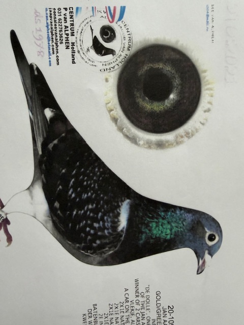 iPigeon.com - Racing Pigeon Auction