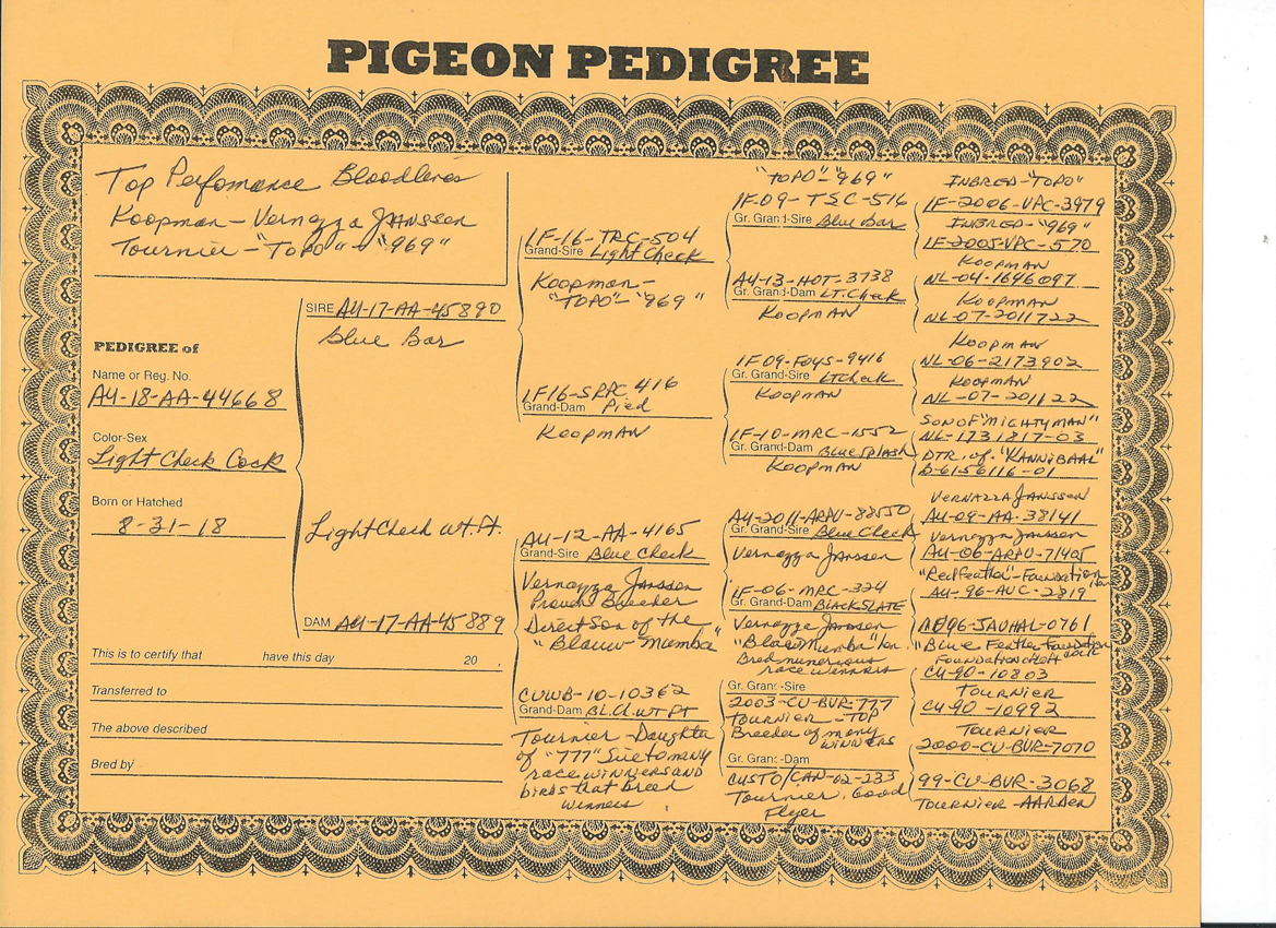 iPigeon.com - Racing Pigeon Auction