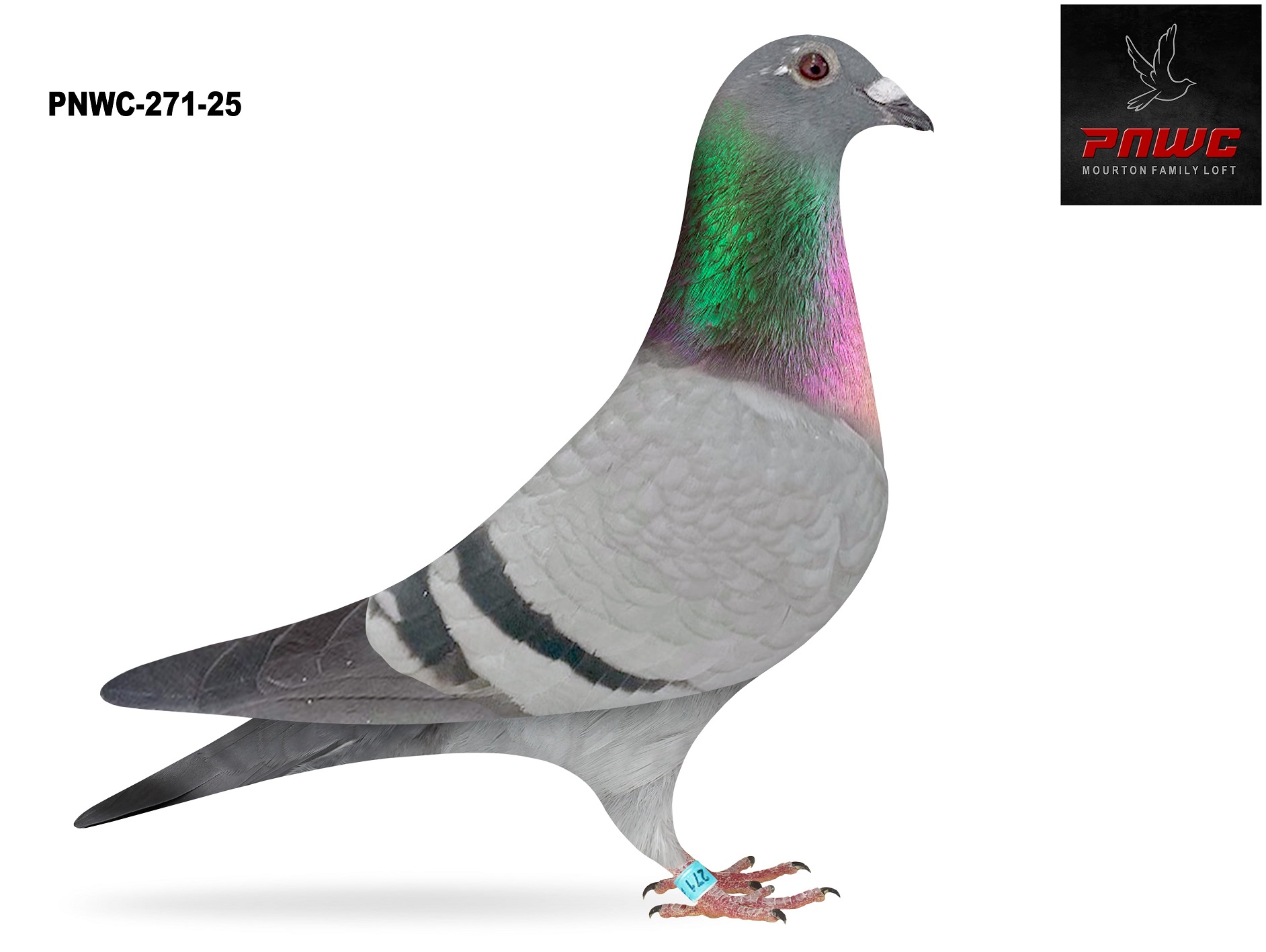 iPigeon.com - Racing Pigeon Auction