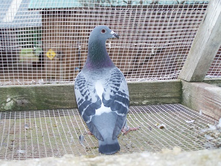 iPigeon.com - Racing Pigeon Auction