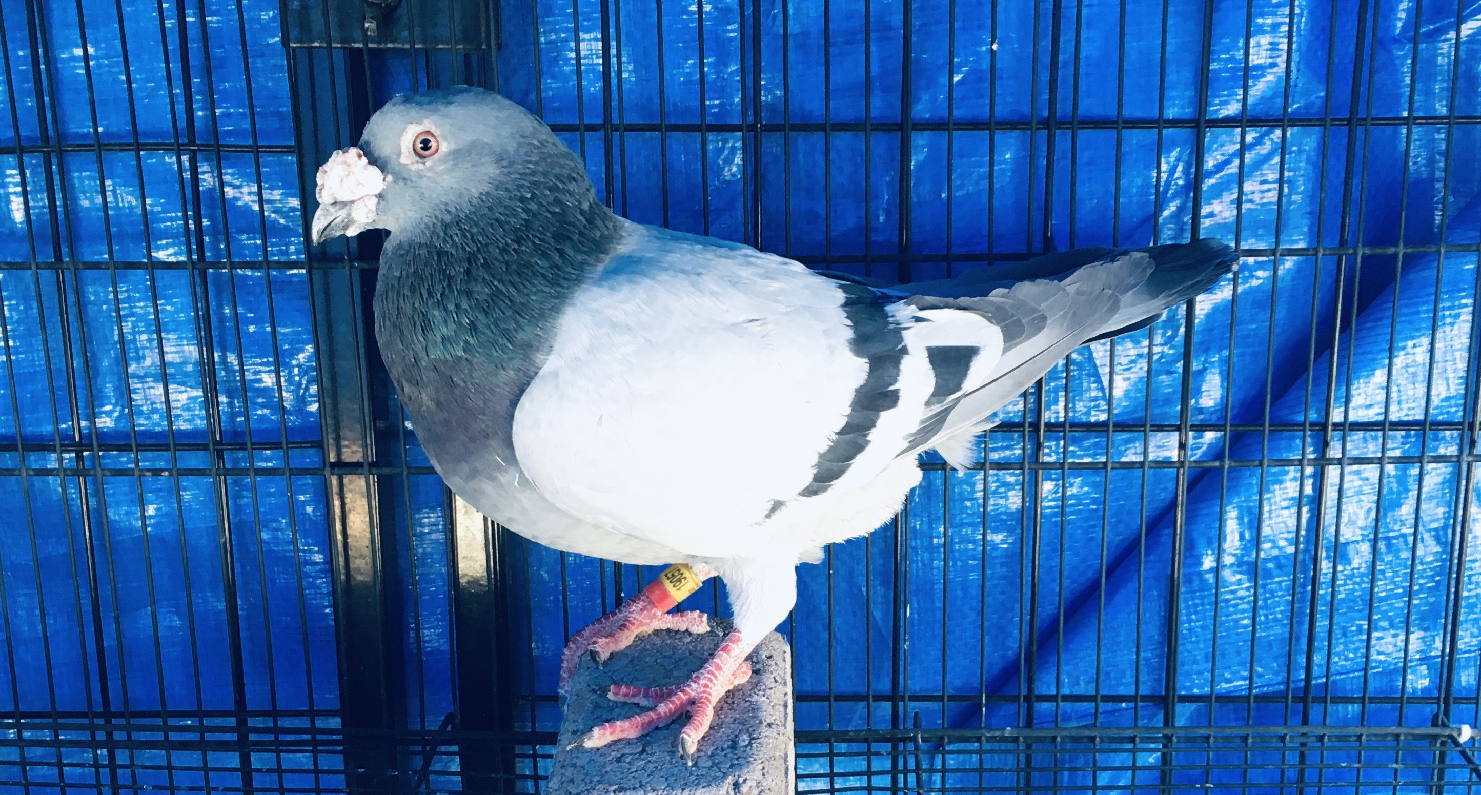 iPigeon.com - Racing Pigeon Auction