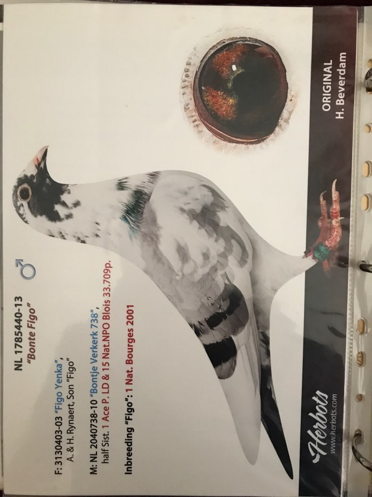 iPigeon.com - Racing Pigeon Auction
