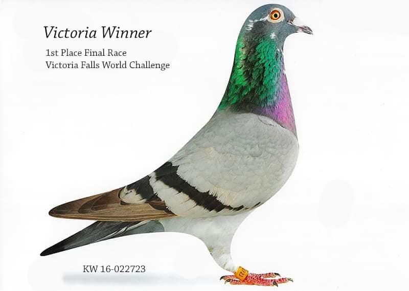iPigeon.com - Racing Pigeon Auction