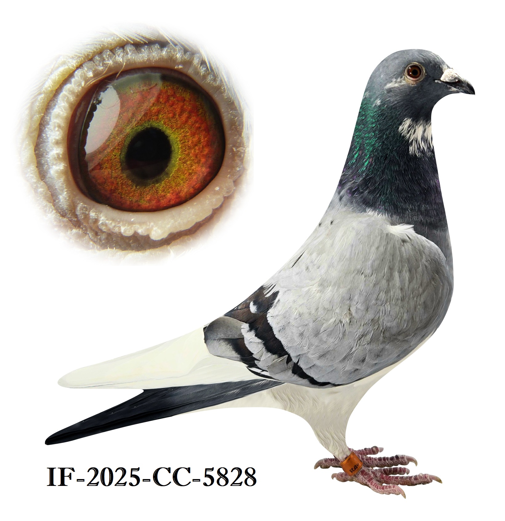 iPigeon.com - Racing Pigeon Auction
