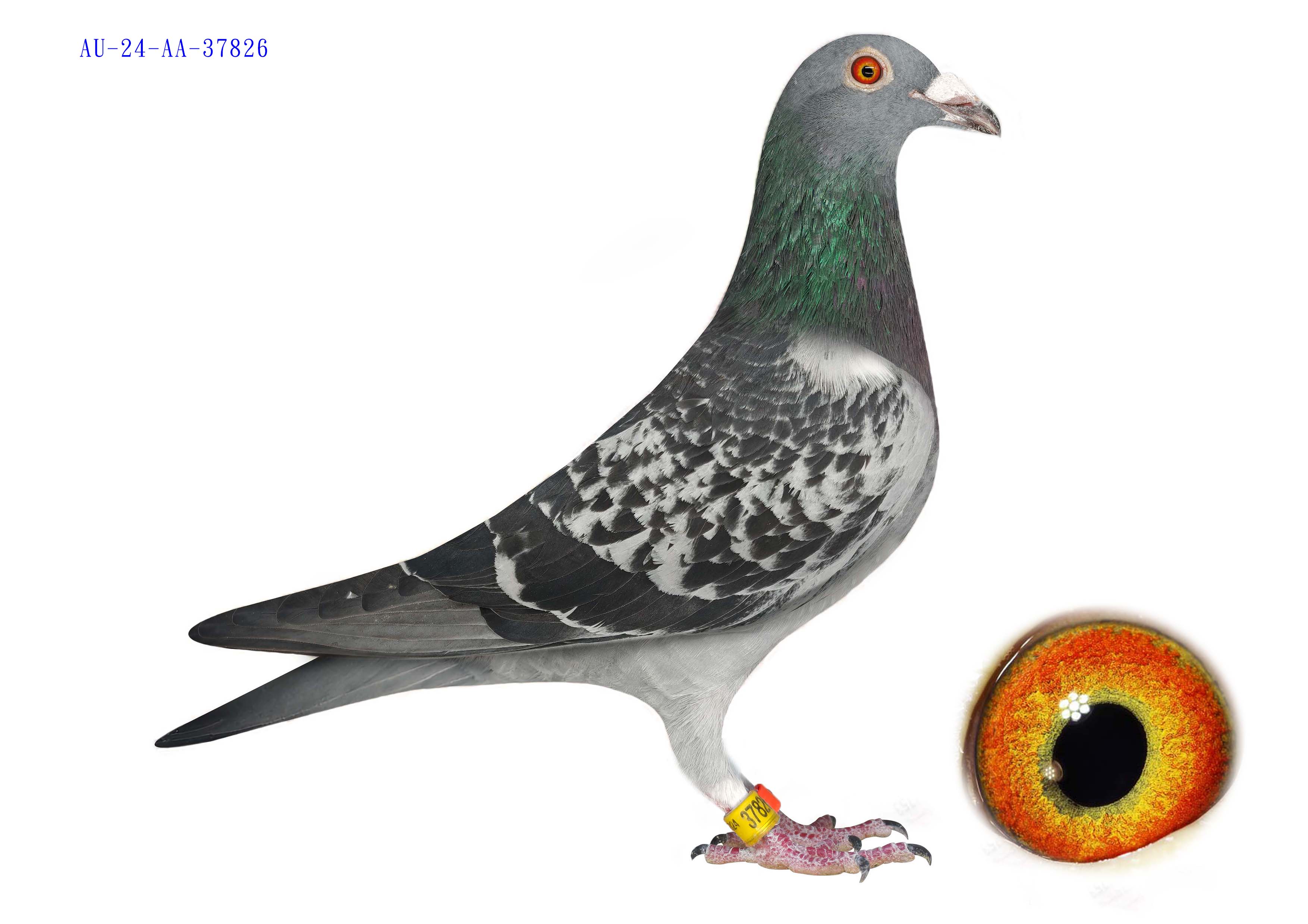iPigeon.com - Racing Pigeon Auction