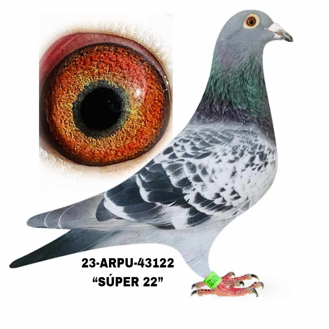 iPigeon.com - Racing Pigeon Auction
