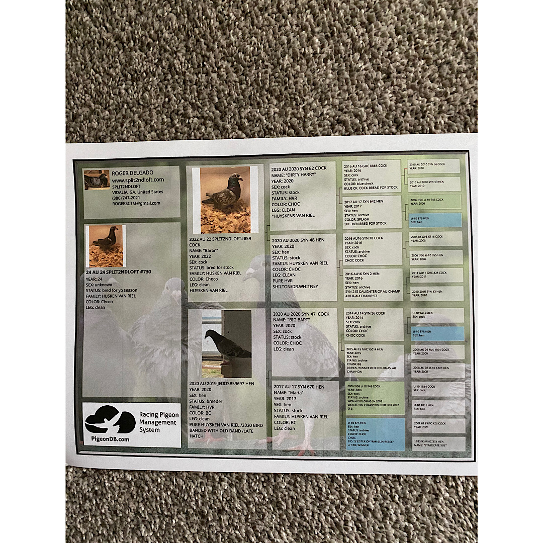 iPigeon.com - Racing Pigeon Auction