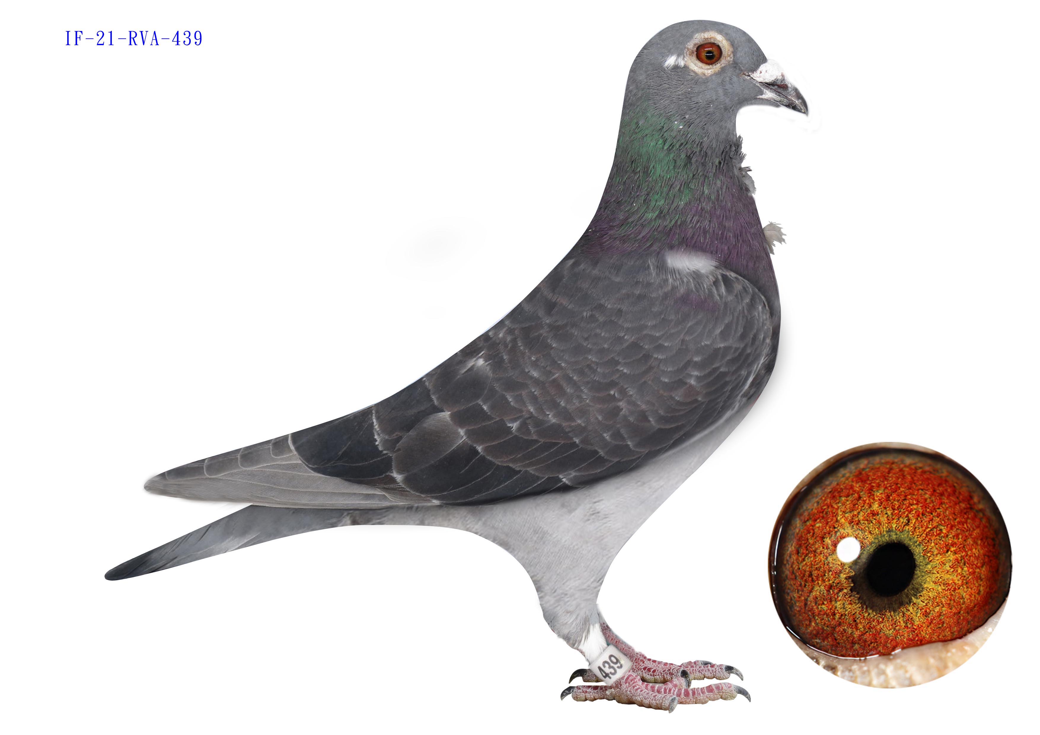 iPigeon.com - Racing Pigeon Auction