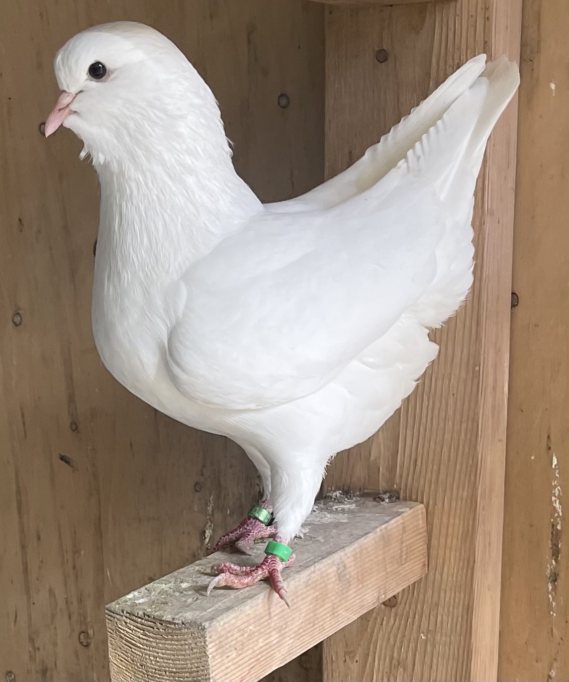 iPigeon.com - Racing Pigeon Auction