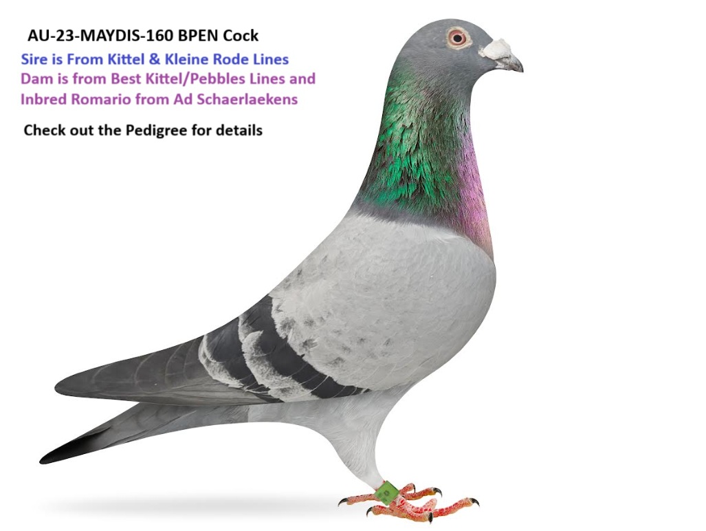 iPigeon.com - Racing Pigeon Auction