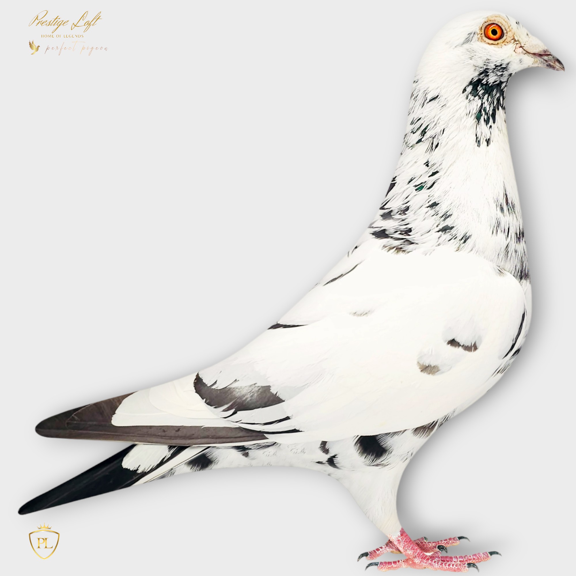 iPigeon.com - Racing Pigeon Auction