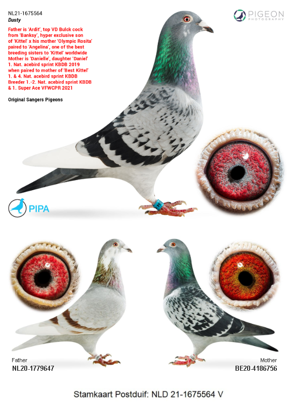 iPigeon.com - Racing Pigeon Auction