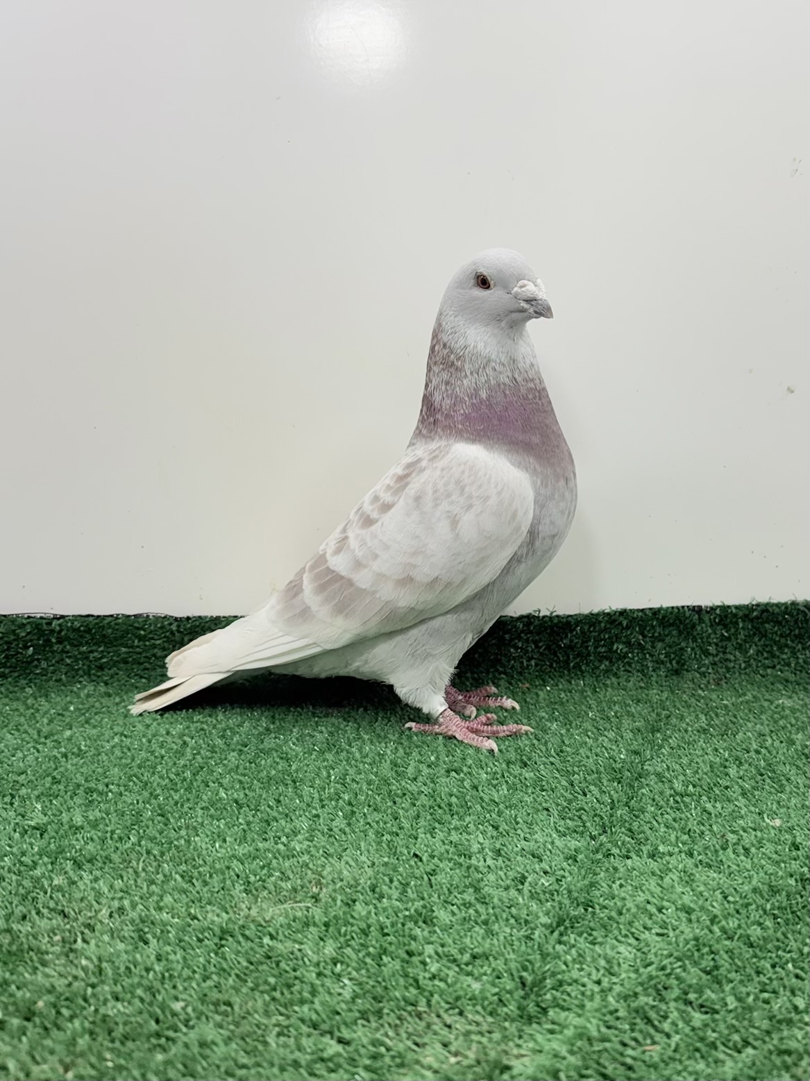 iPigeon.com - Racing Pigeon Auction