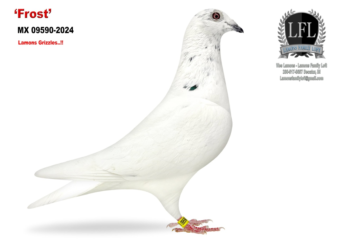 iPigeon.com - Racing Pigeon Auction