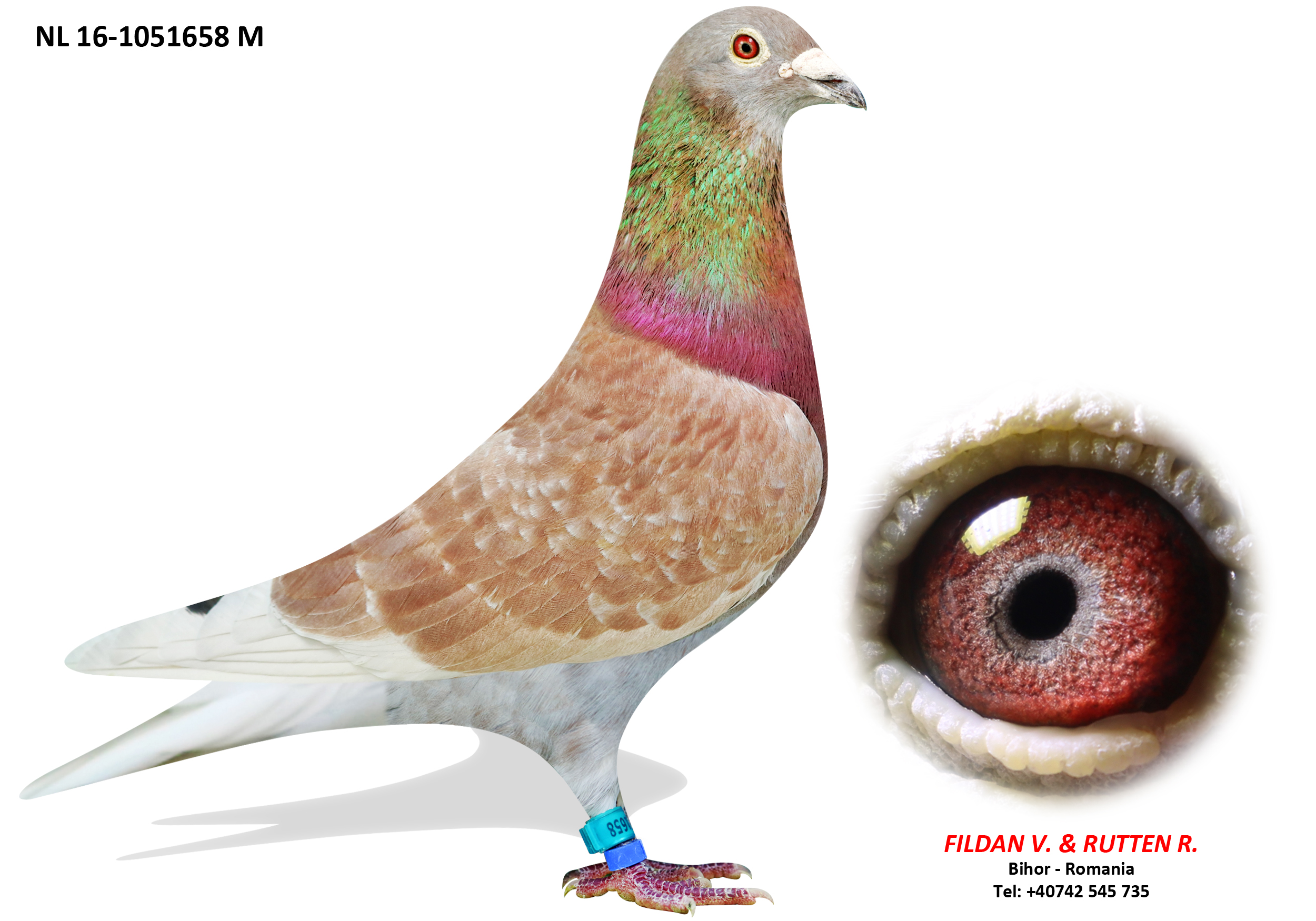 iPigeon.com - Racing Pigeon Auction