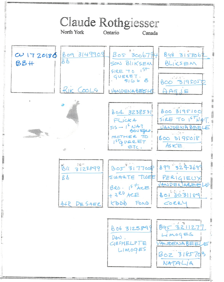 iPigeon.com - Racing Pigeon Auction