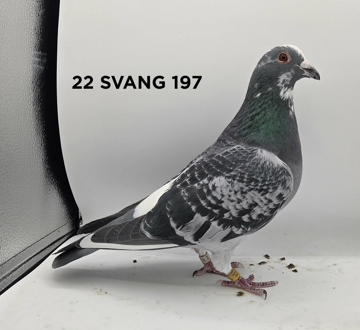 iPigeon.com - Racing Pigeon Auction