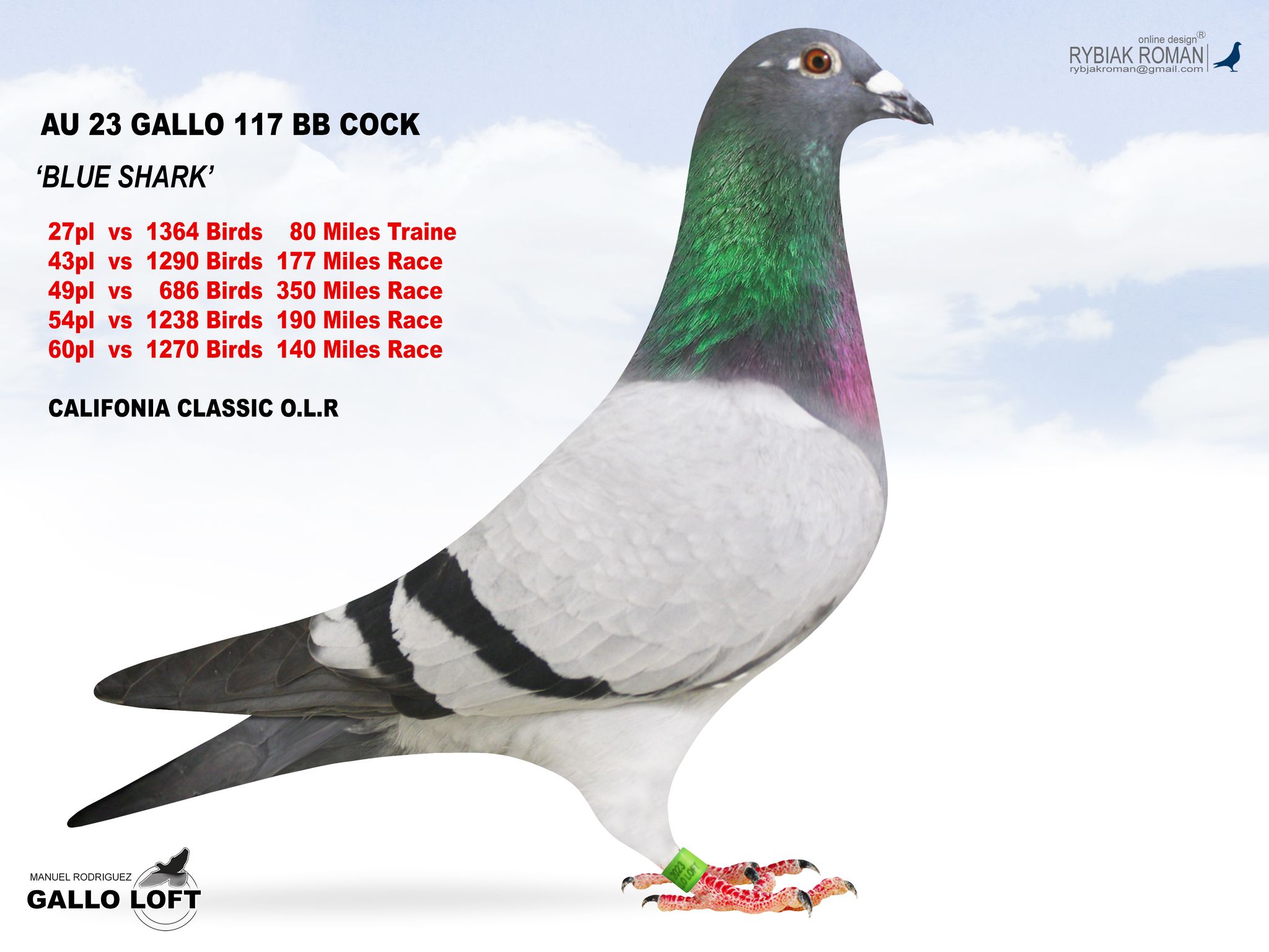 iPigeon.com - Racing Pigeon Auction