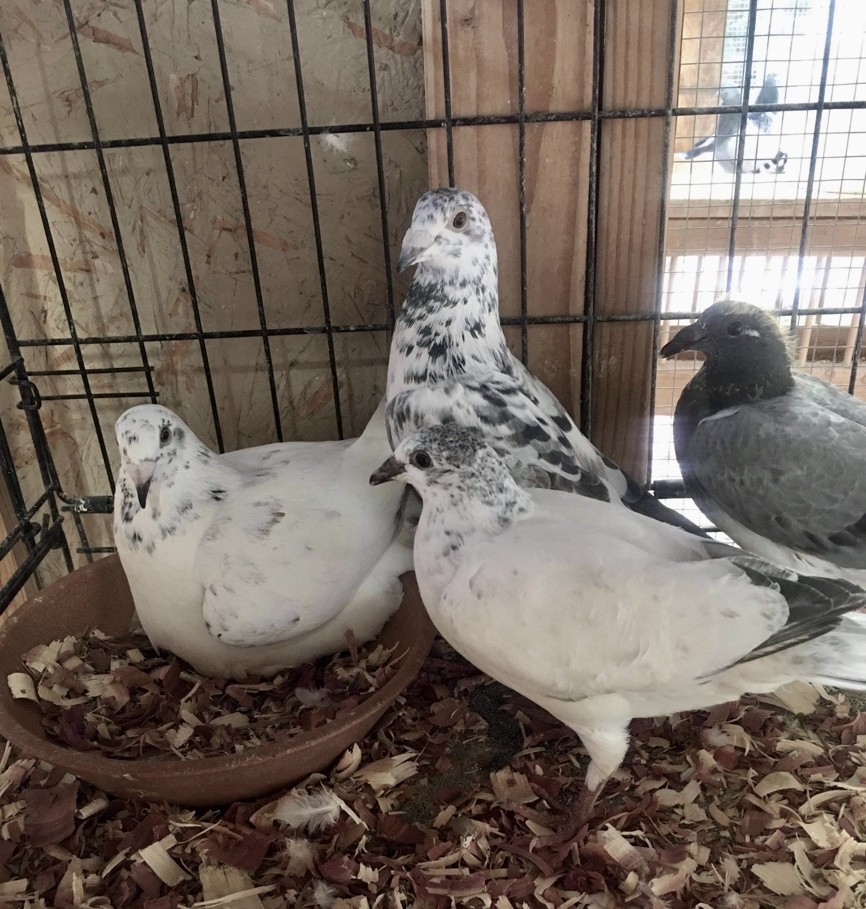 iPigeon.com - Racing Pigeon Auction