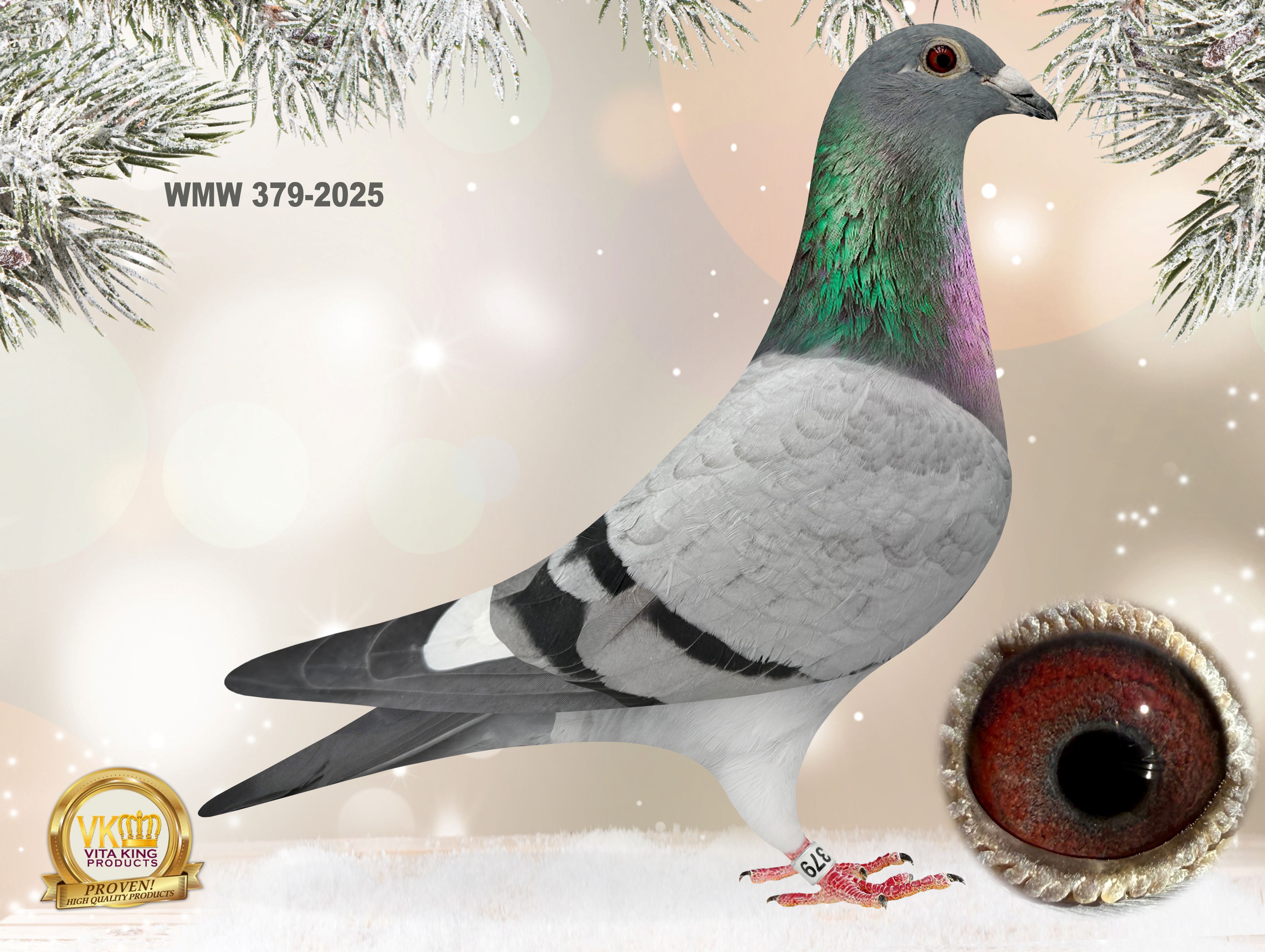iPigeon.com - Racing Pigeon Auction