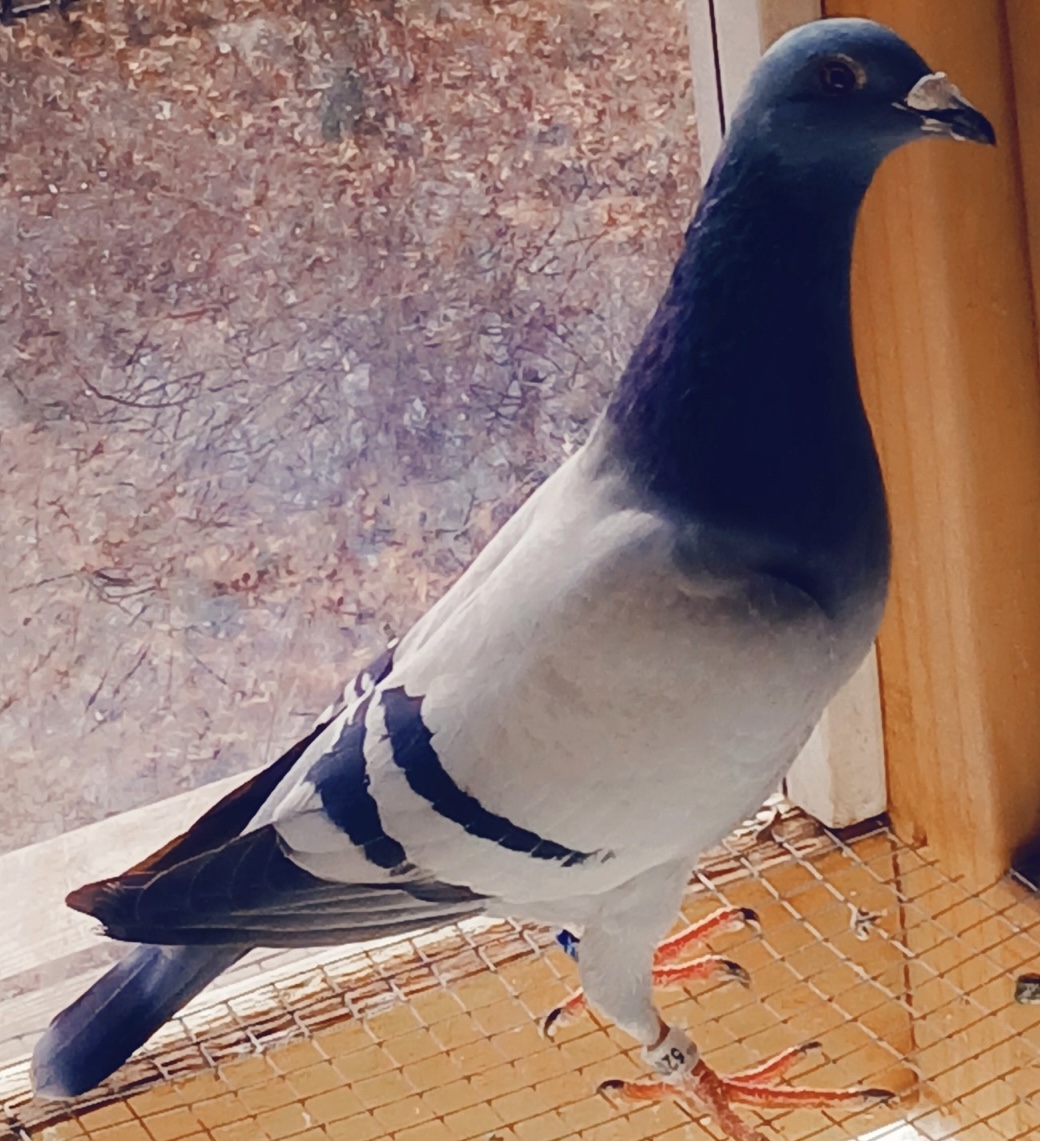 iPigeon.com - Racing Pigeon Auction