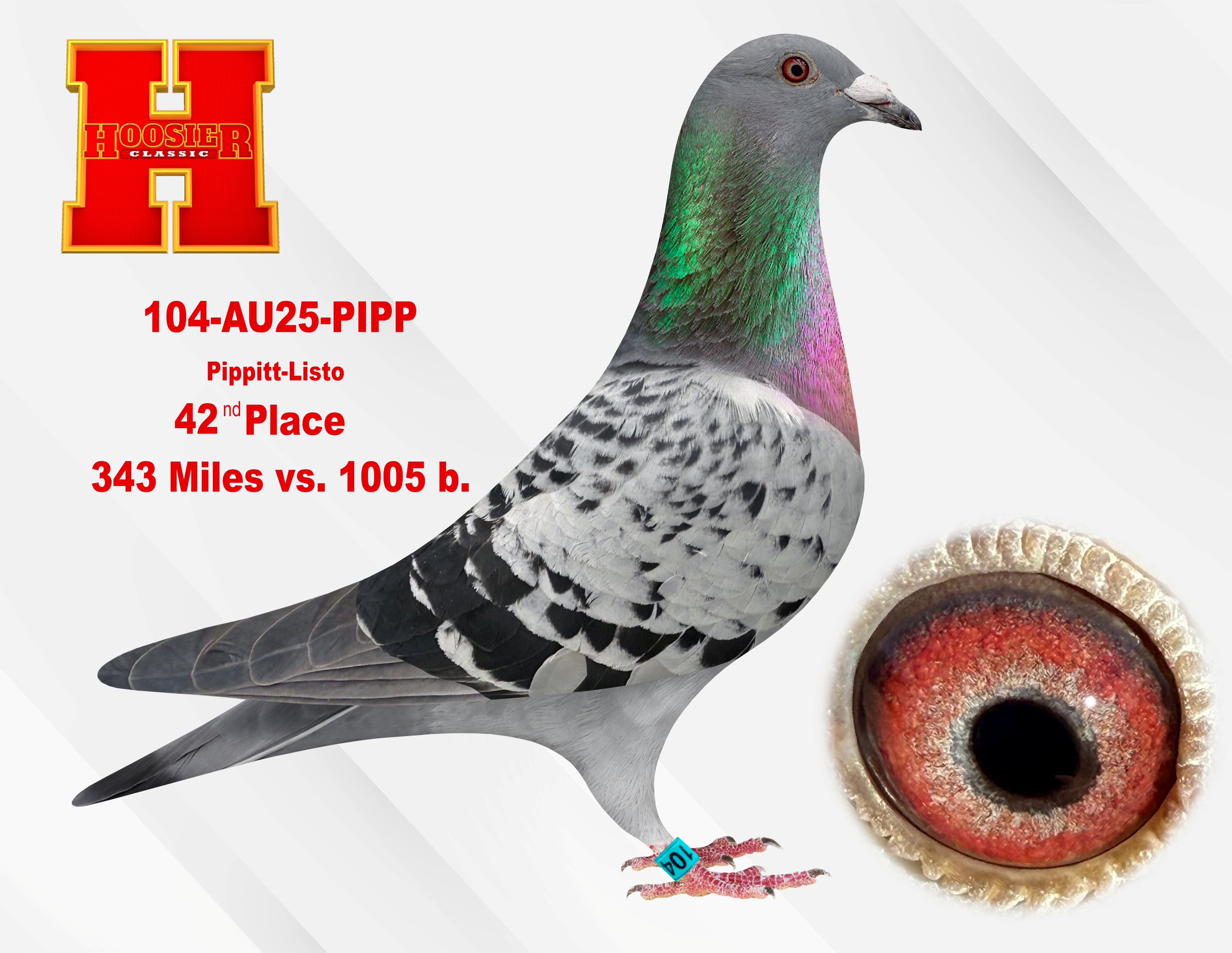 iPigeon.com - Racing Pigeon Auction