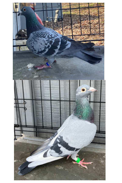 iPigeon.com - Racing Pigeon Auction