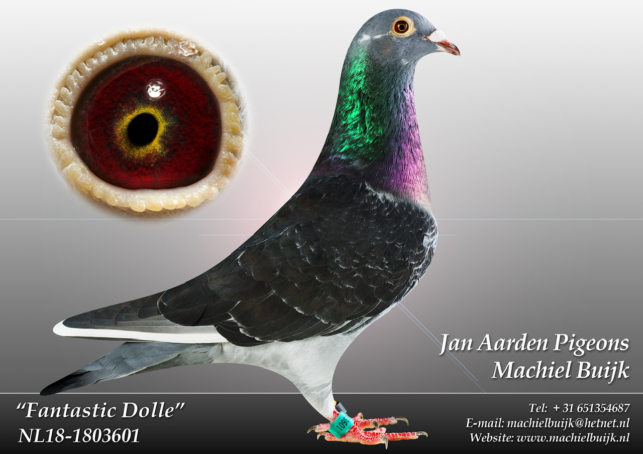 iPigeon.com - Racing Pigeon Auction