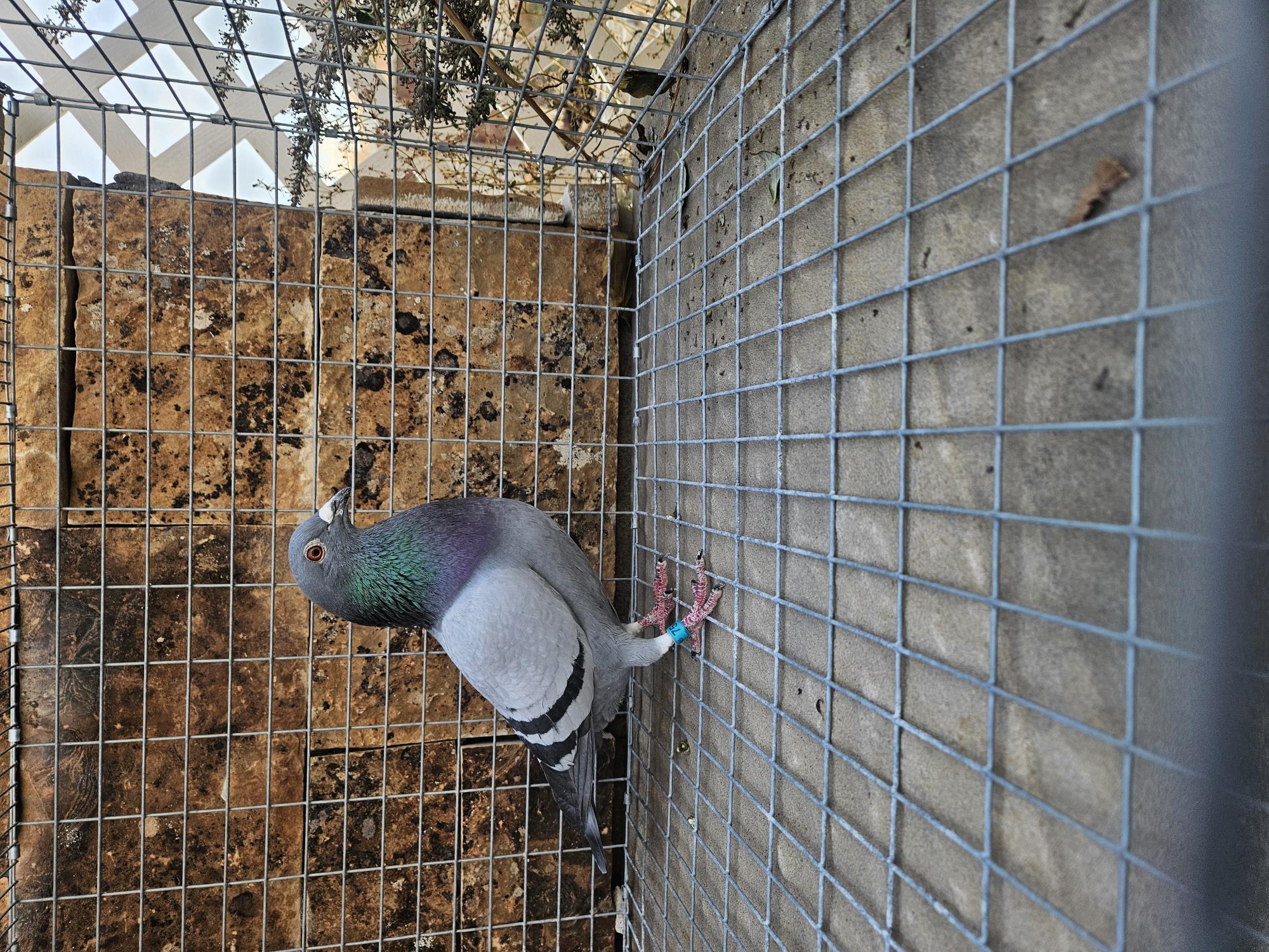 iPigeon.com - Racing Pigeon Auction