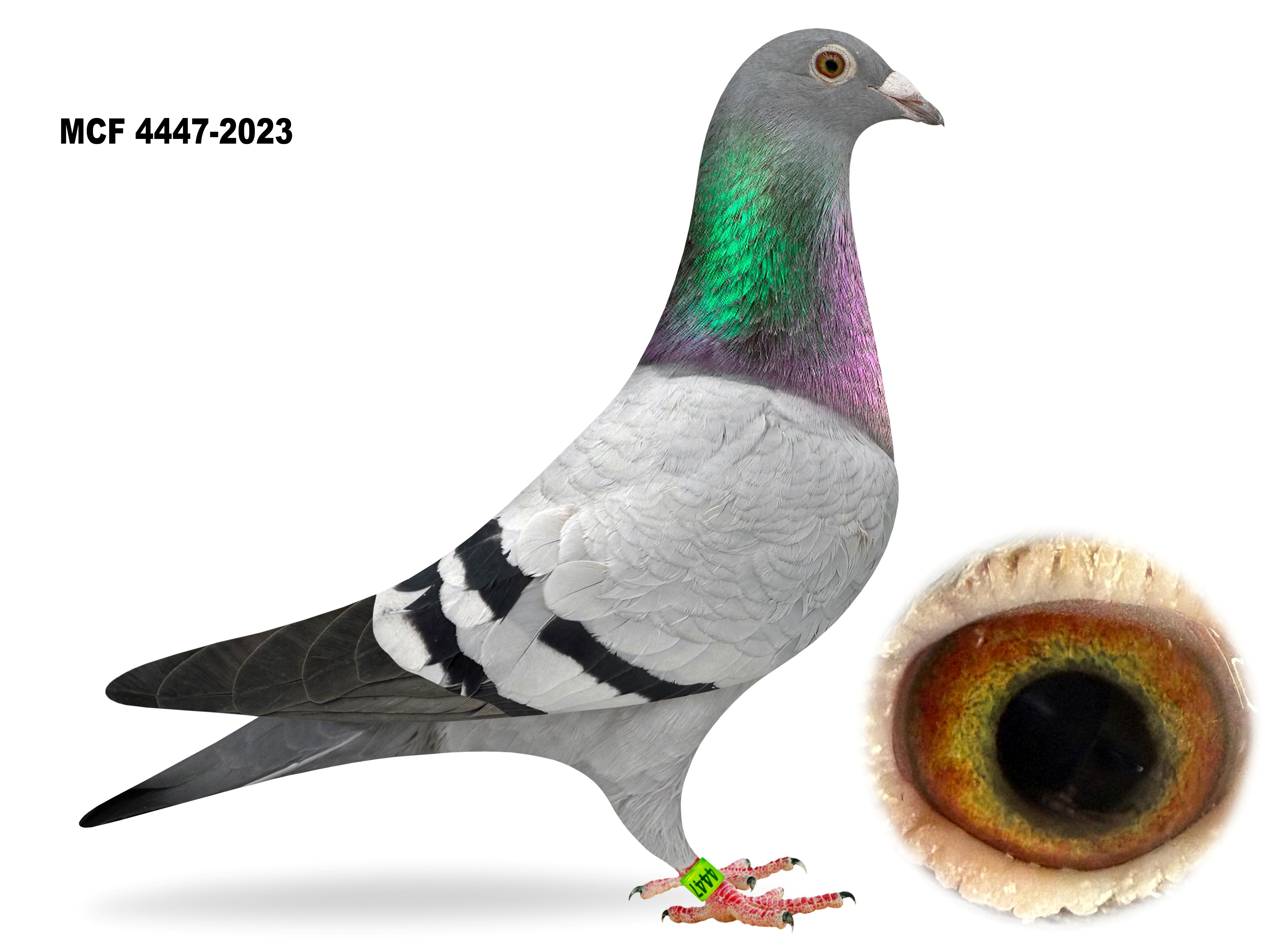 iPigeon.com - Racing Pigeon Auction