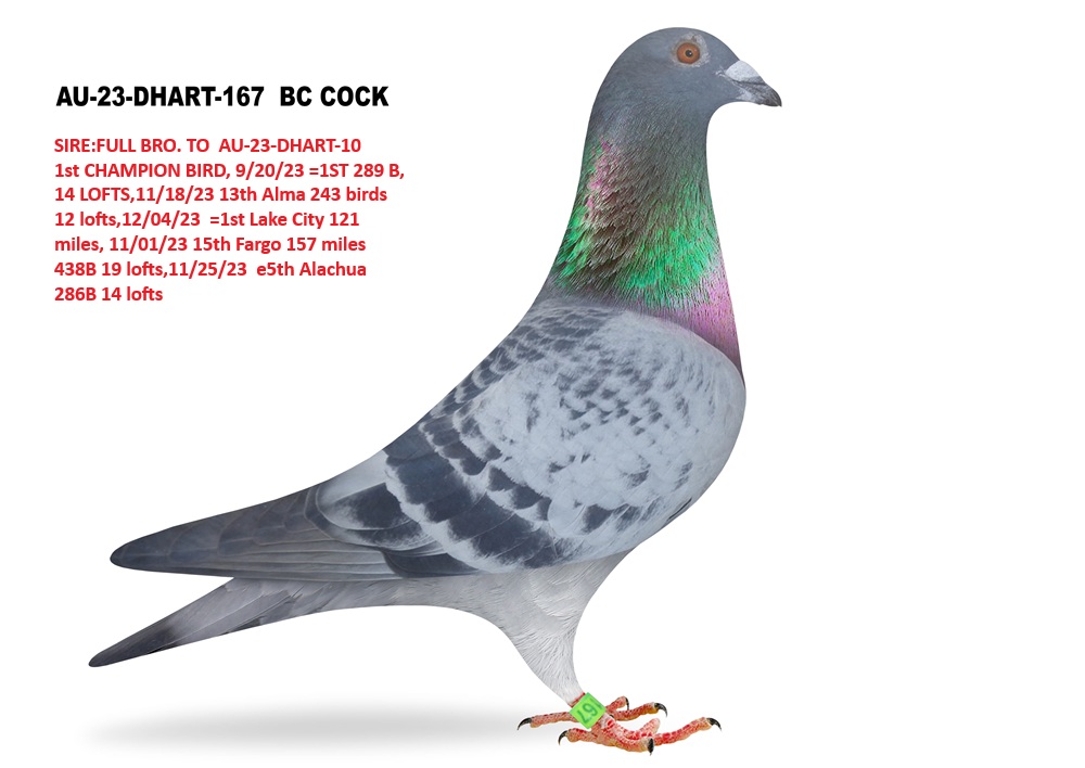 iPigeon.com - Racing Pigeon Auction