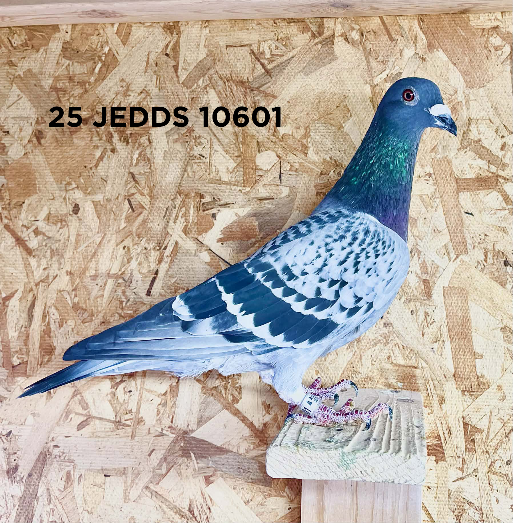 iPigeon.com - Racing Pigeon Auction