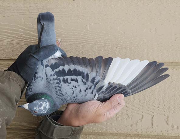 iPigeon.com - Racing Pigeon Auction