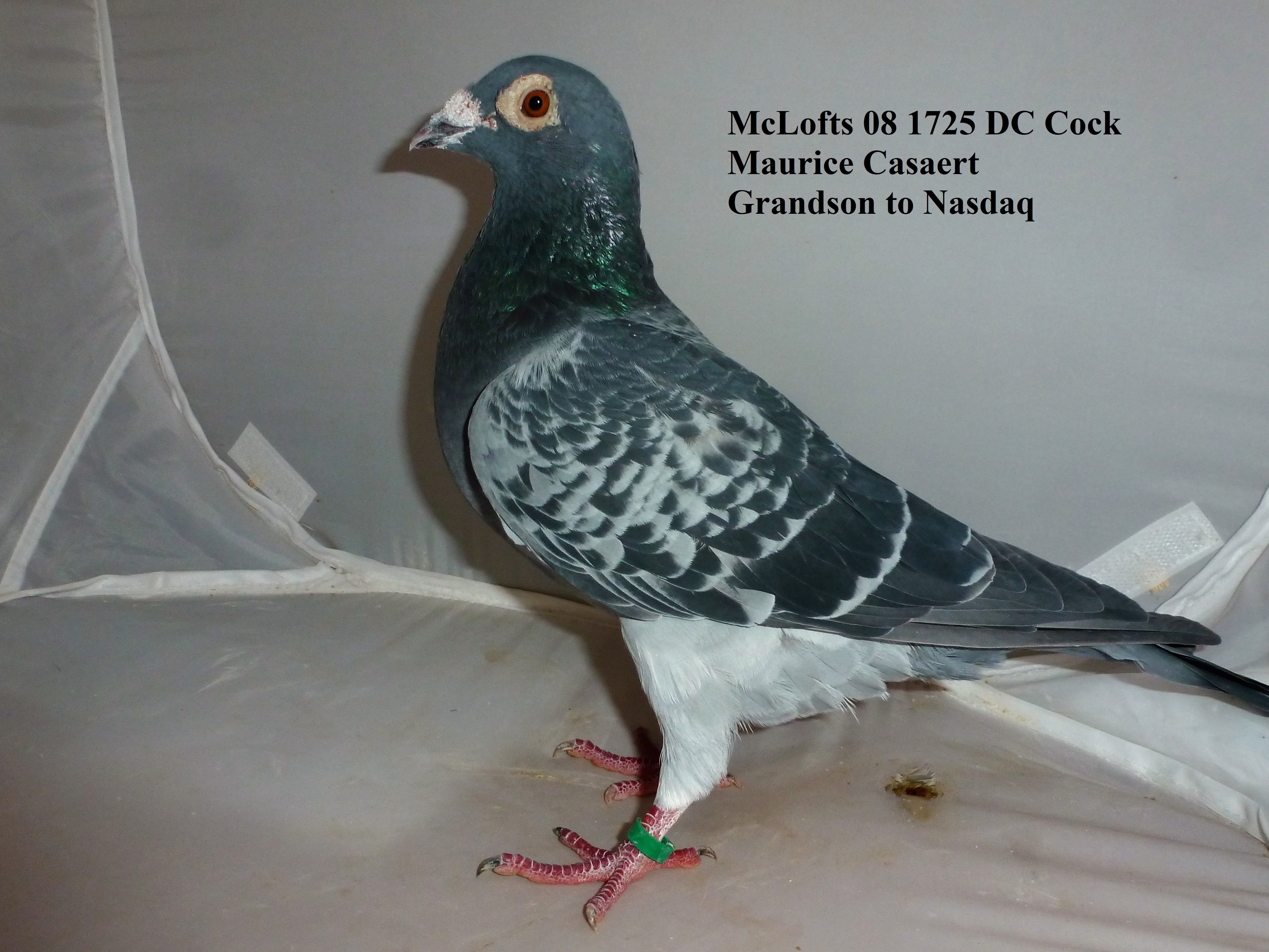 iPigeon.com - Racing Pigeon Auction