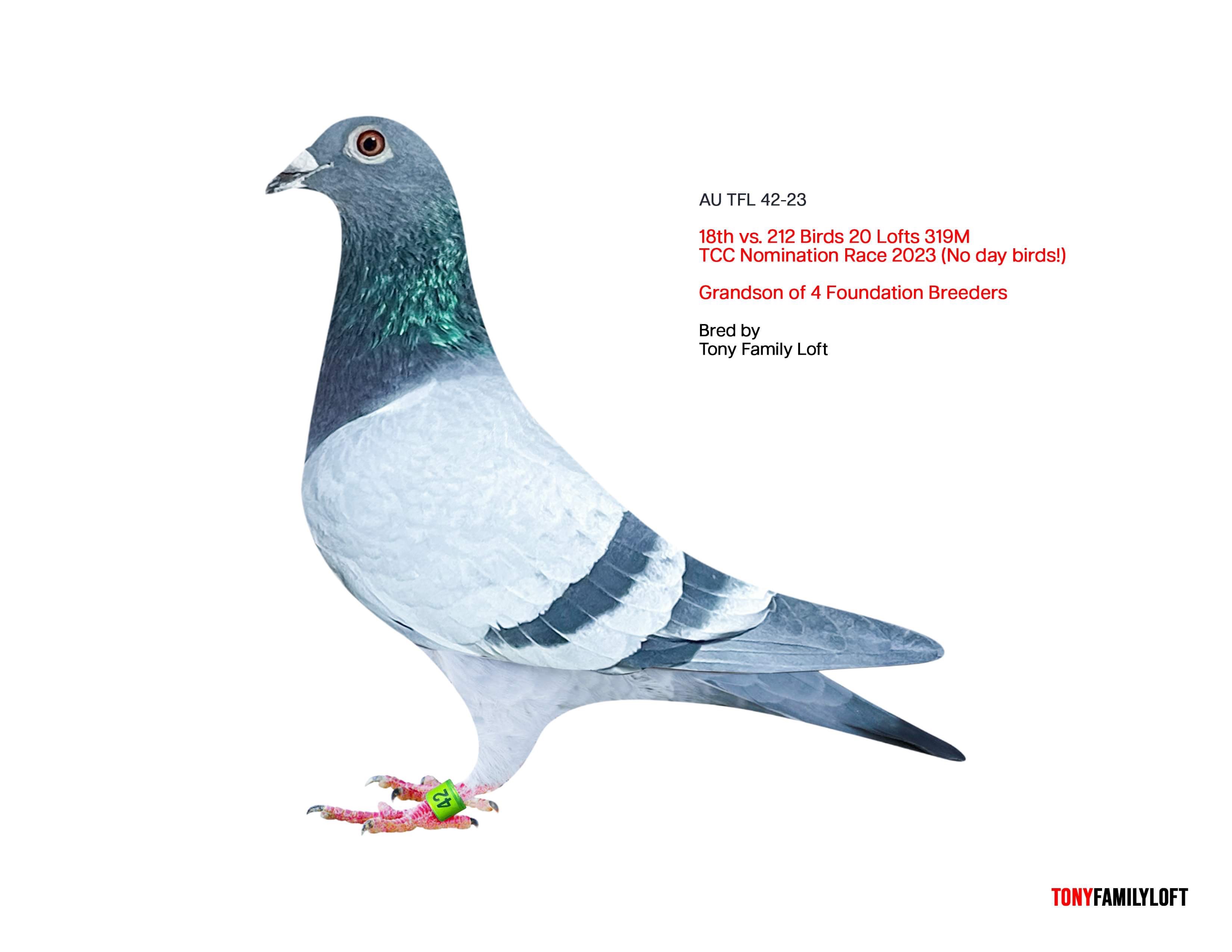 iPigeon.com - Racing Pigeon Auction