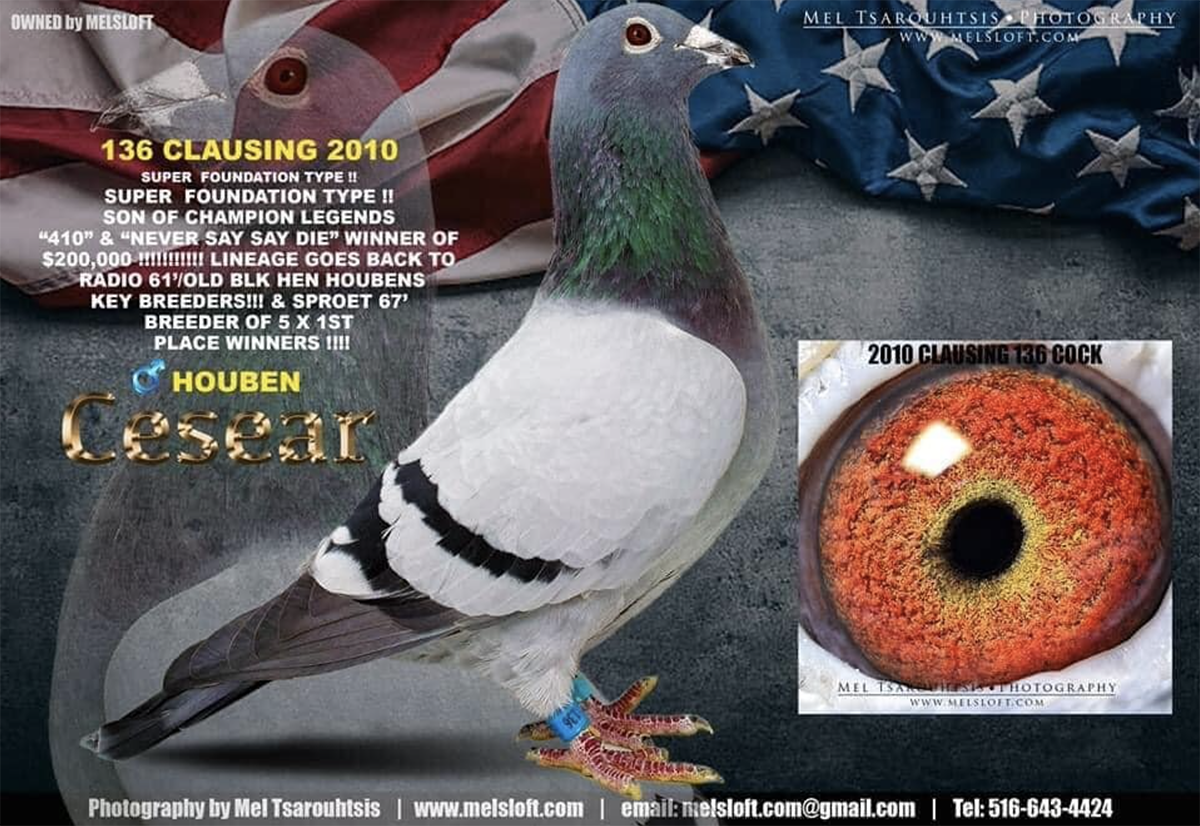 iPigeon.com - Racing Pigeon Auction