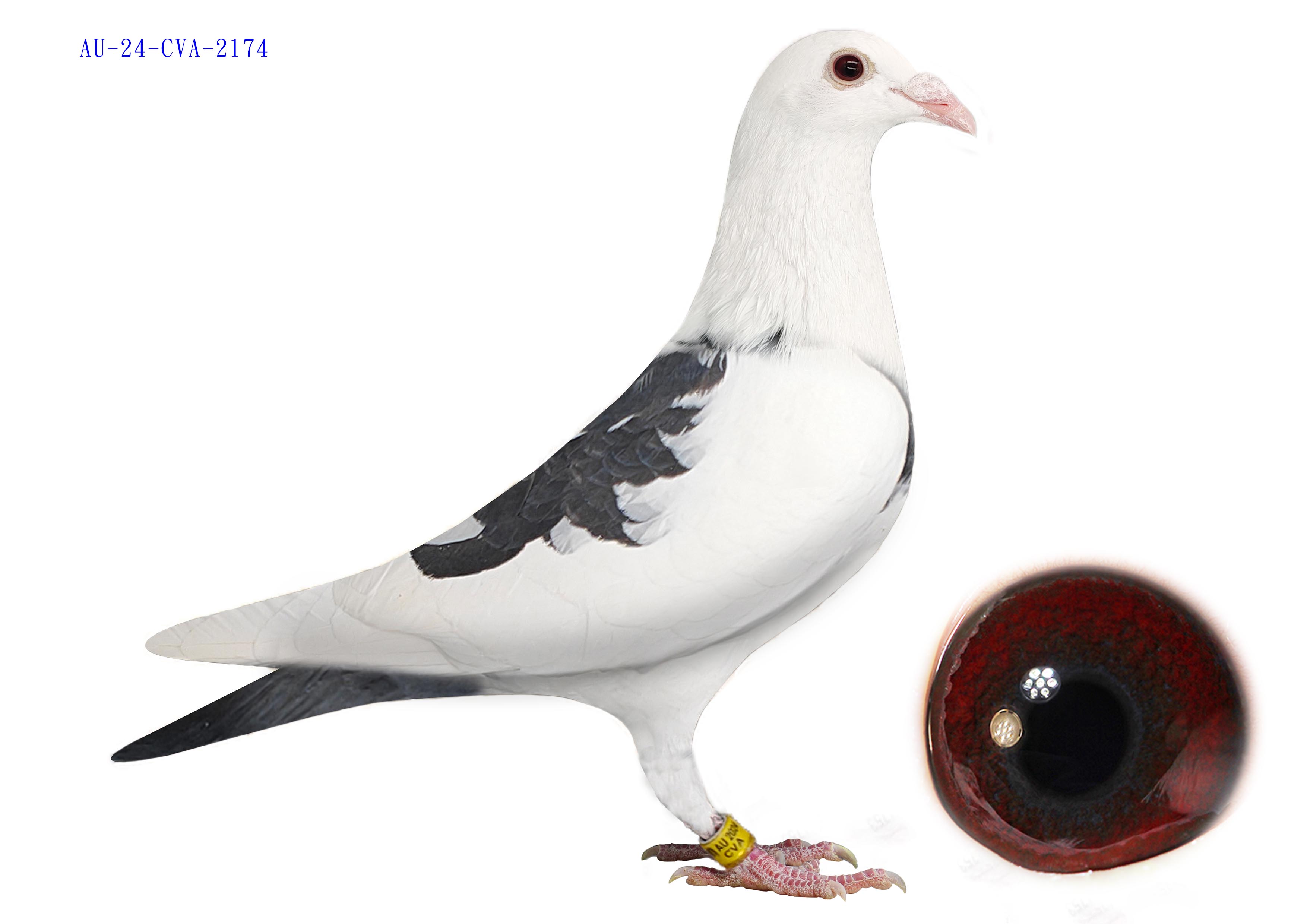 iPigeon.com - Racing Pigeon Auction