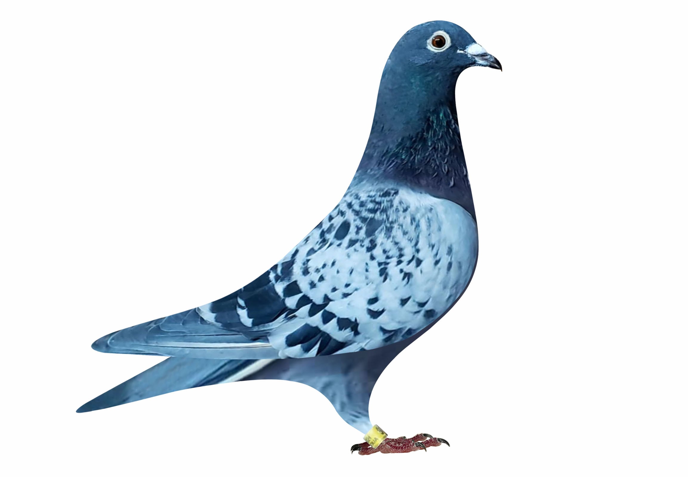 iPigeon.com - Racing Pigeon Auction