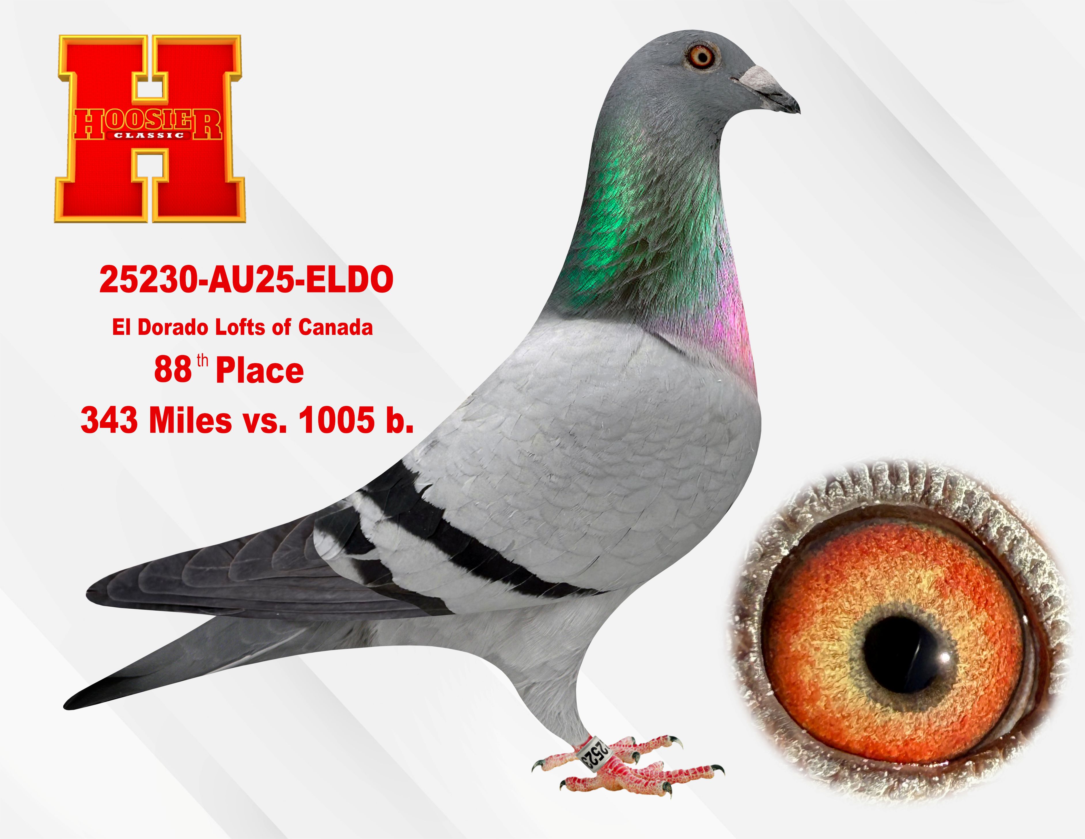 iPigeon.com - Racing Pigeon Auction