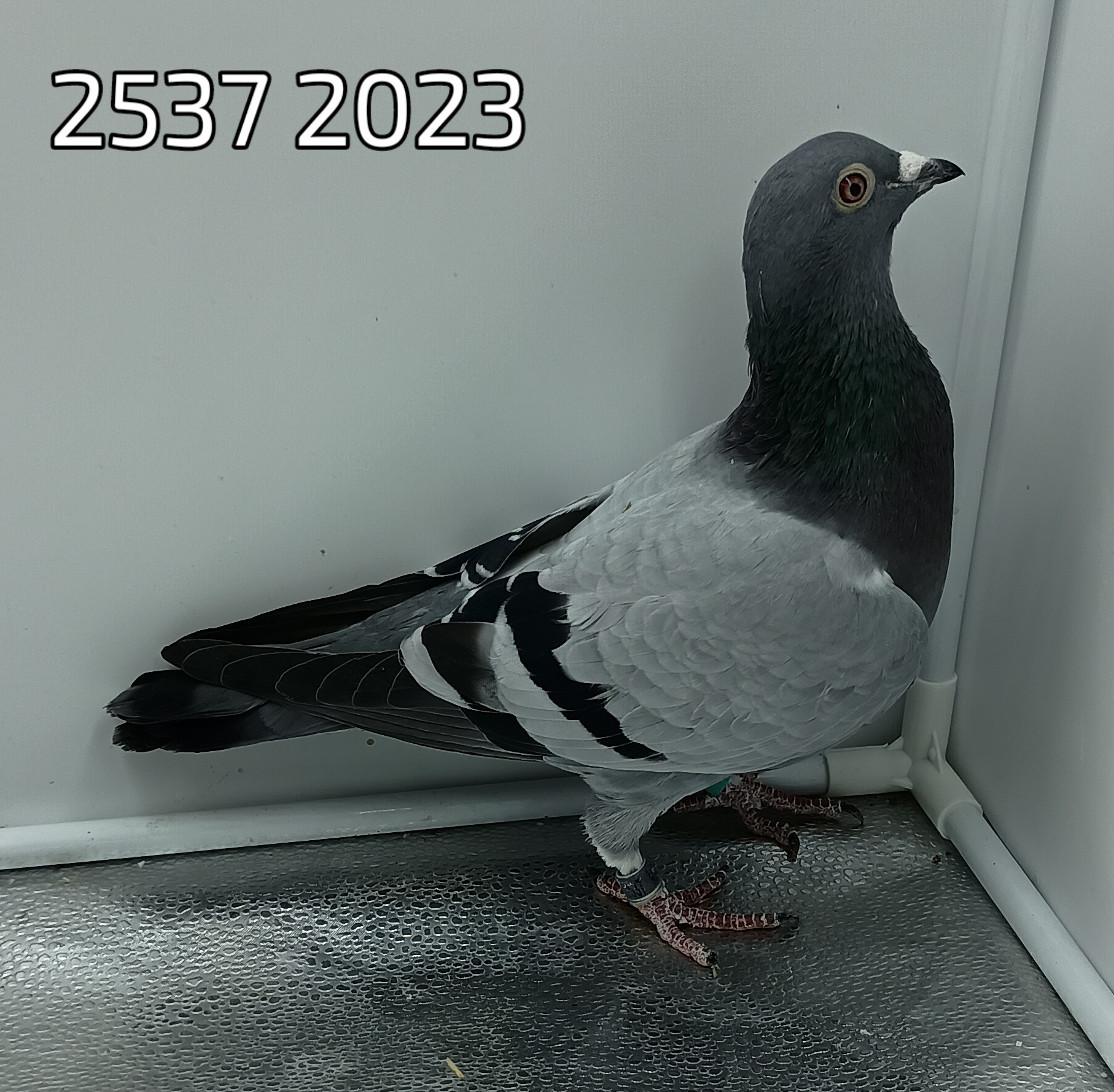 iPigeon.com - Racing Pigeon Auction