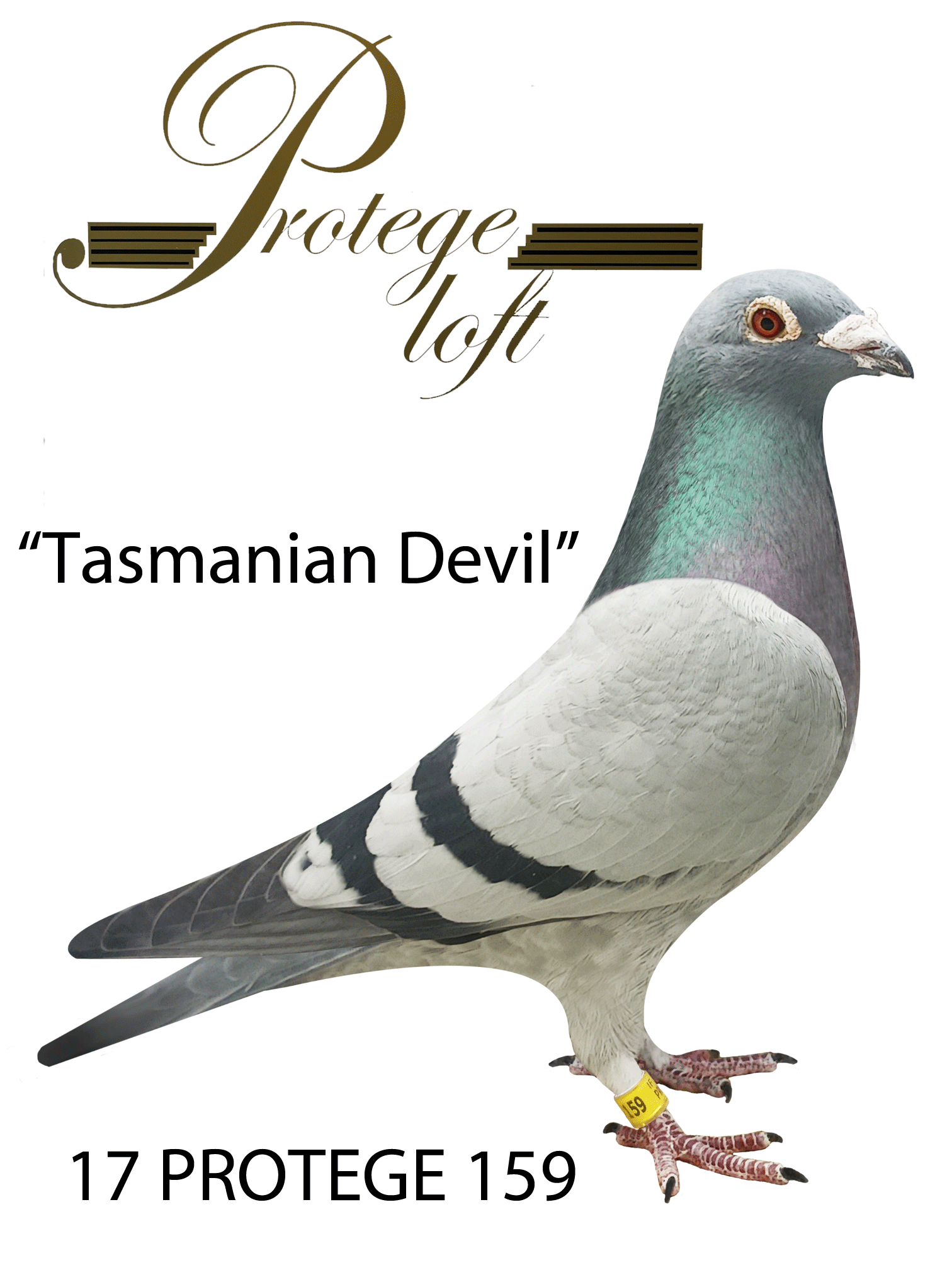 iPigeon.com - Racing Pigeon Auction