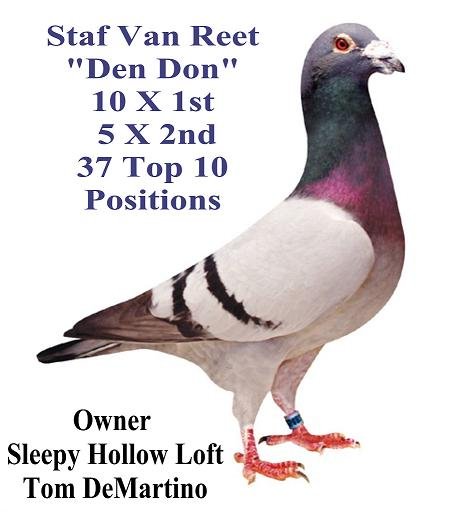 iPigeon.com - Racing Pigeon Auction