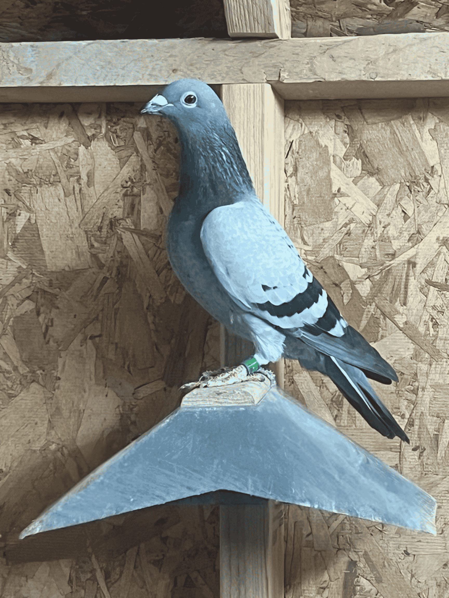 iPigeon.com - Racing Pigeon Auction