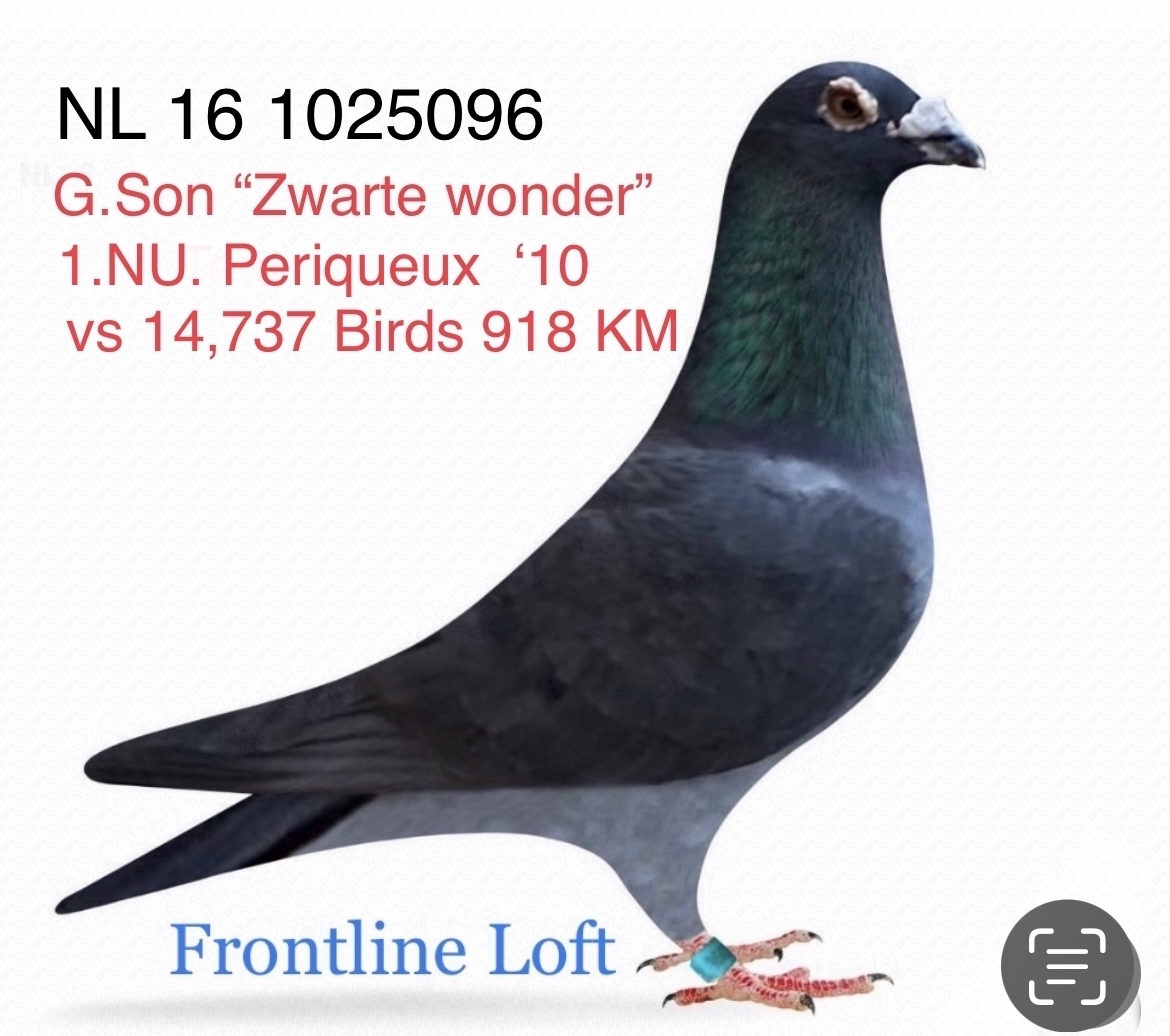 iPigeon.com - Racing Pigeon Auction