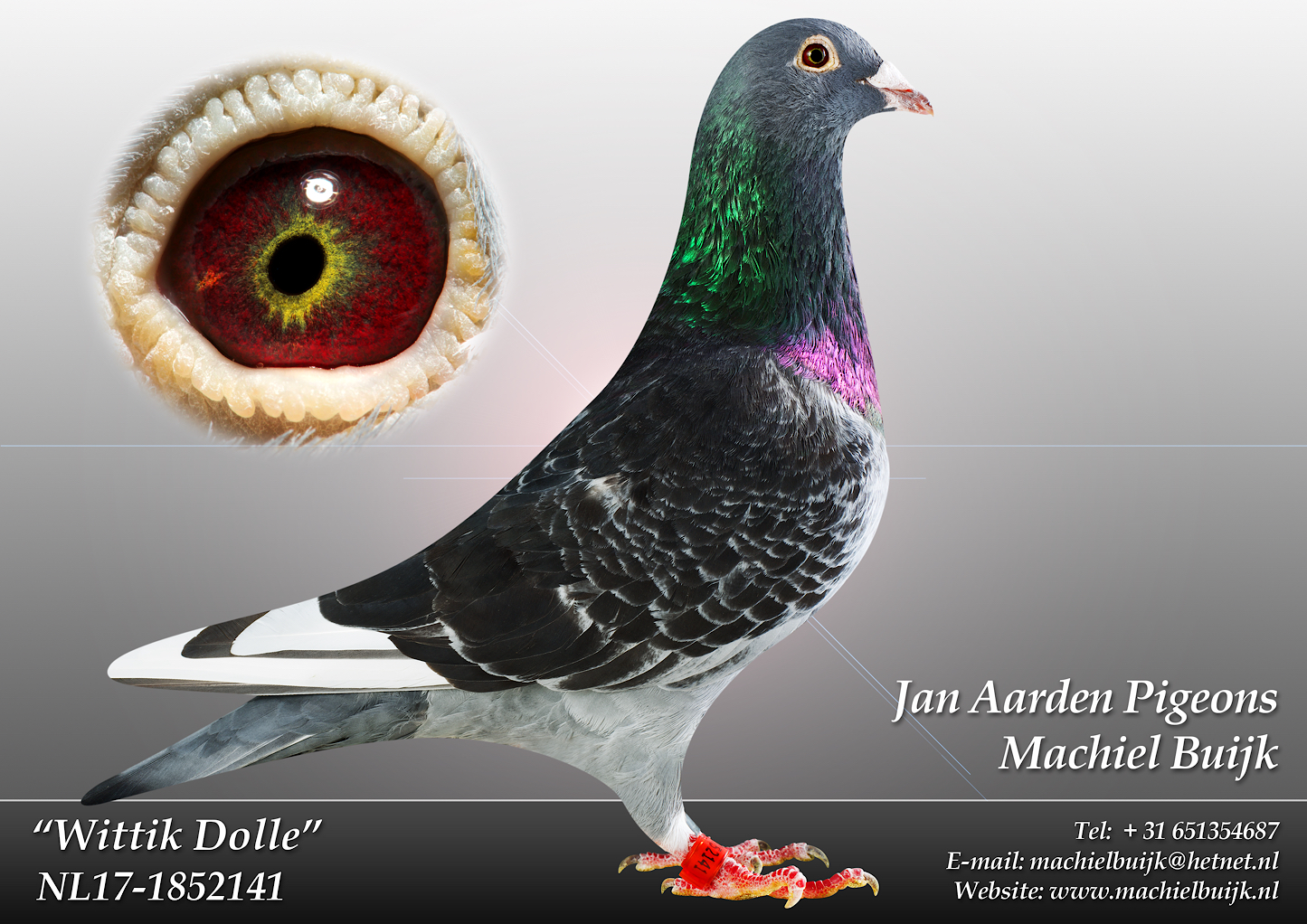 iPigeon.com - Racing Pigeon Auction