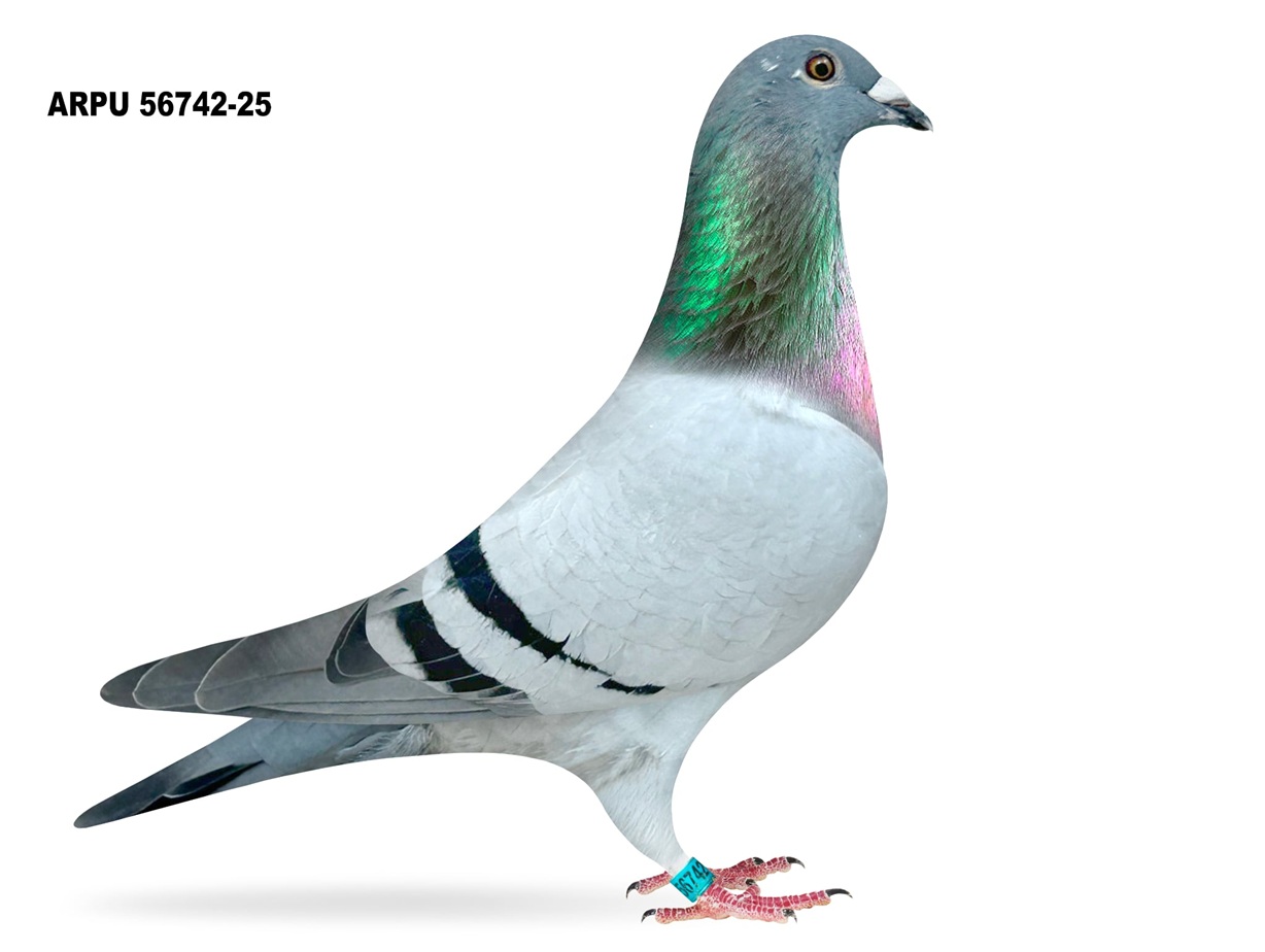 iPigeon.com - Racing Pigeon Auction