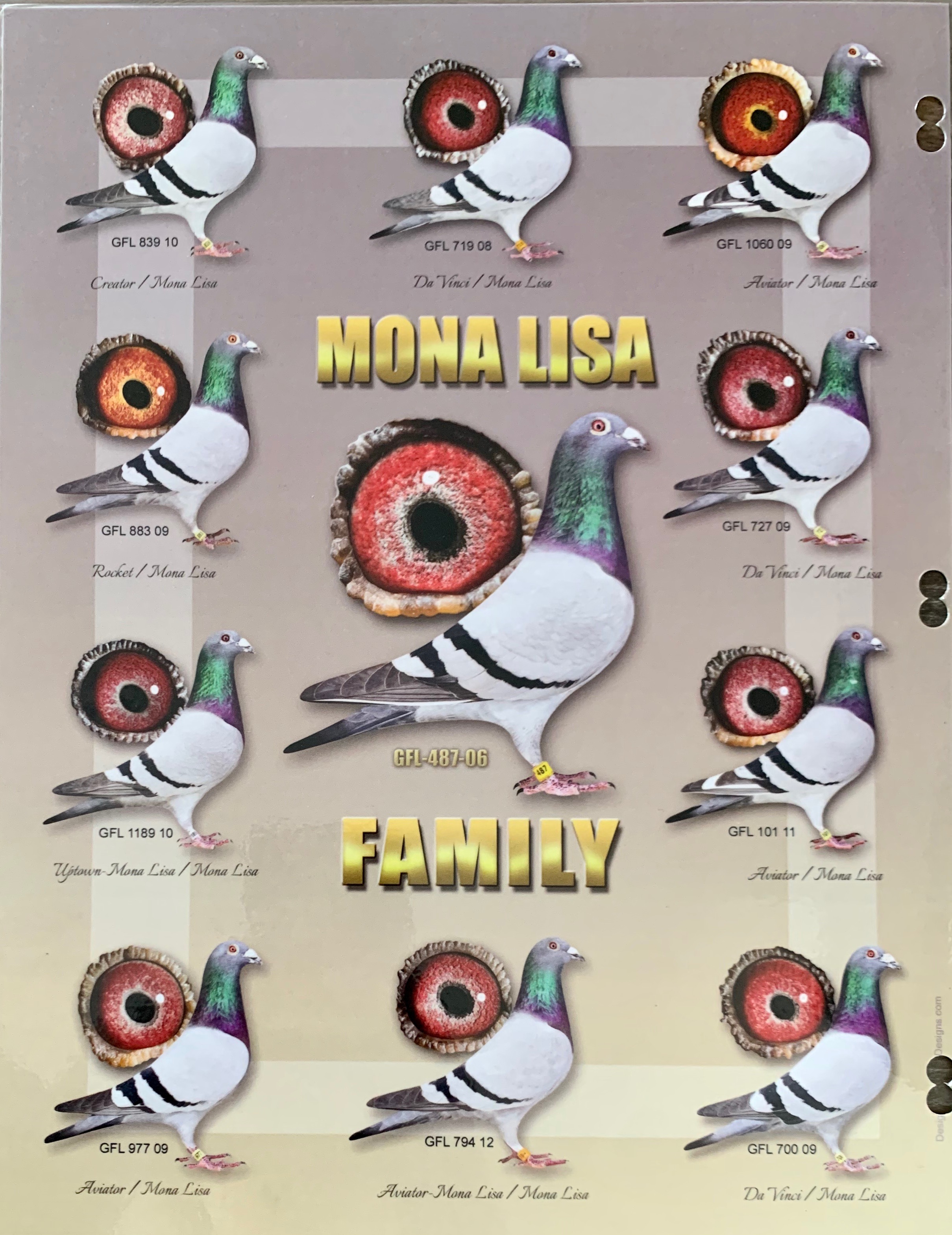 iPigeon.com - Racing Pigeon Auction