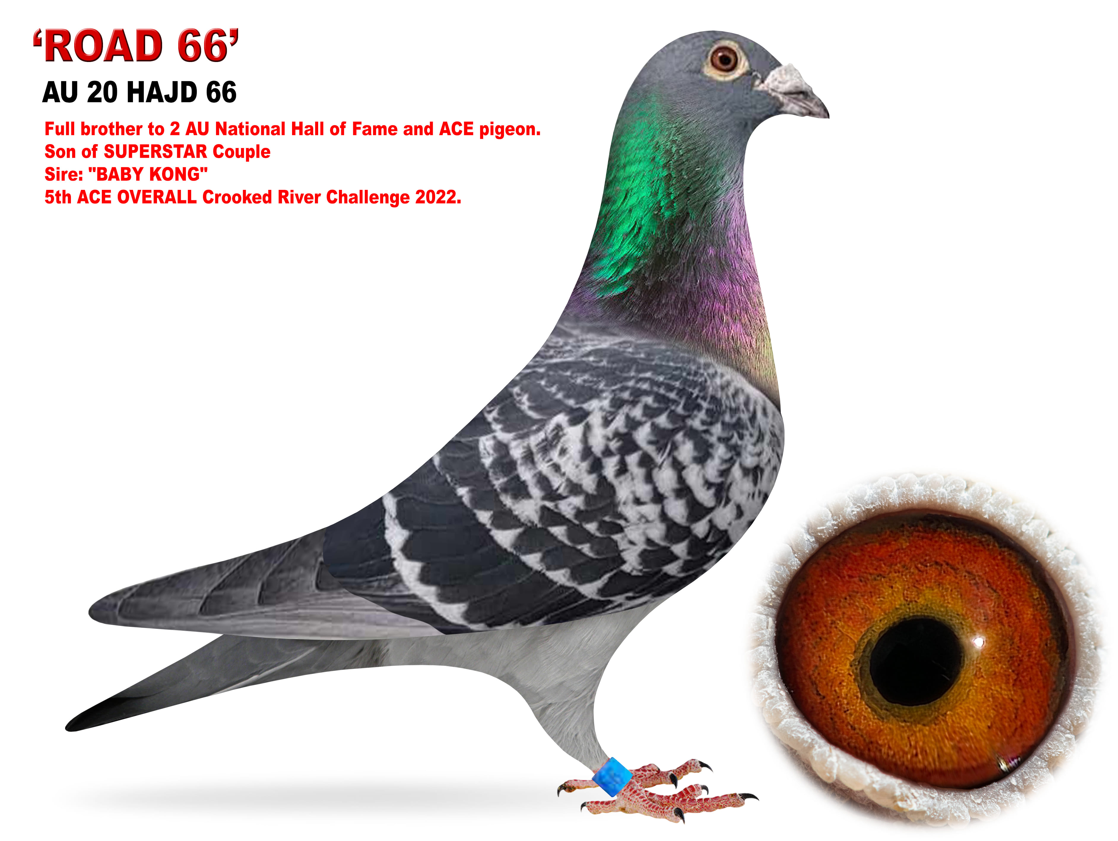 iPigeon.com - Racing Pigeon Auction