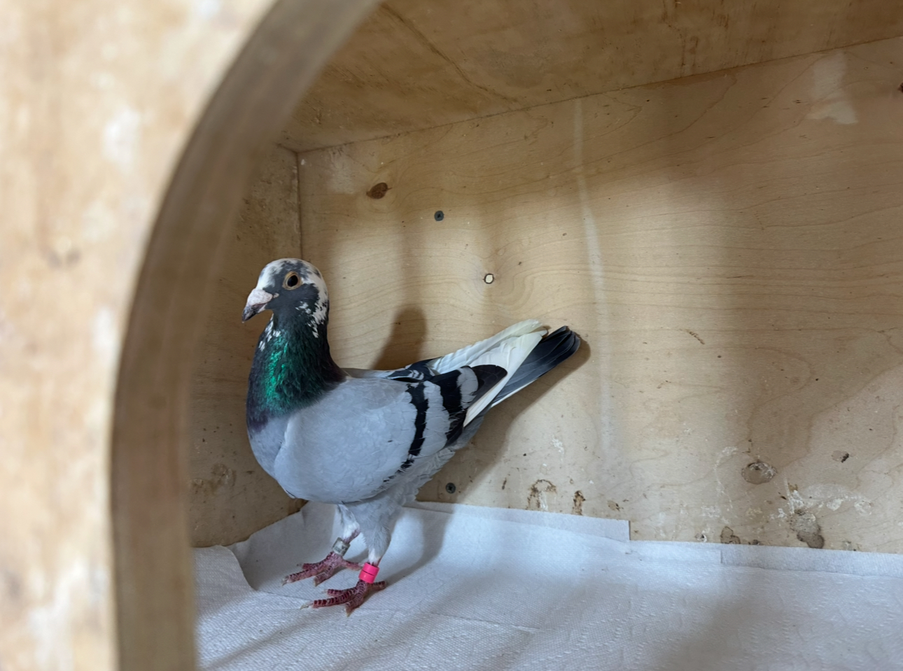 iPigeon.com - Racing Pigeon Auction